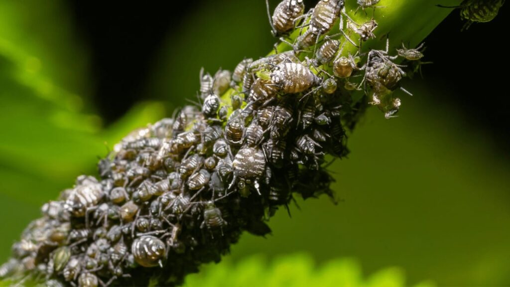 Pest-Resistant Crop Varieties in Kenya | Agriculture Kenya